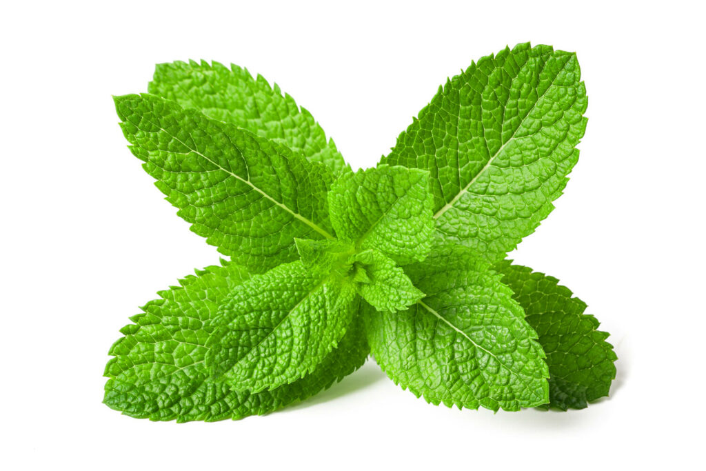 Menta piperita: benefici, proprietà e controindicazioni - The Wom Healthy