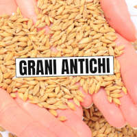 Grano Khorasan: cos'è e benefici